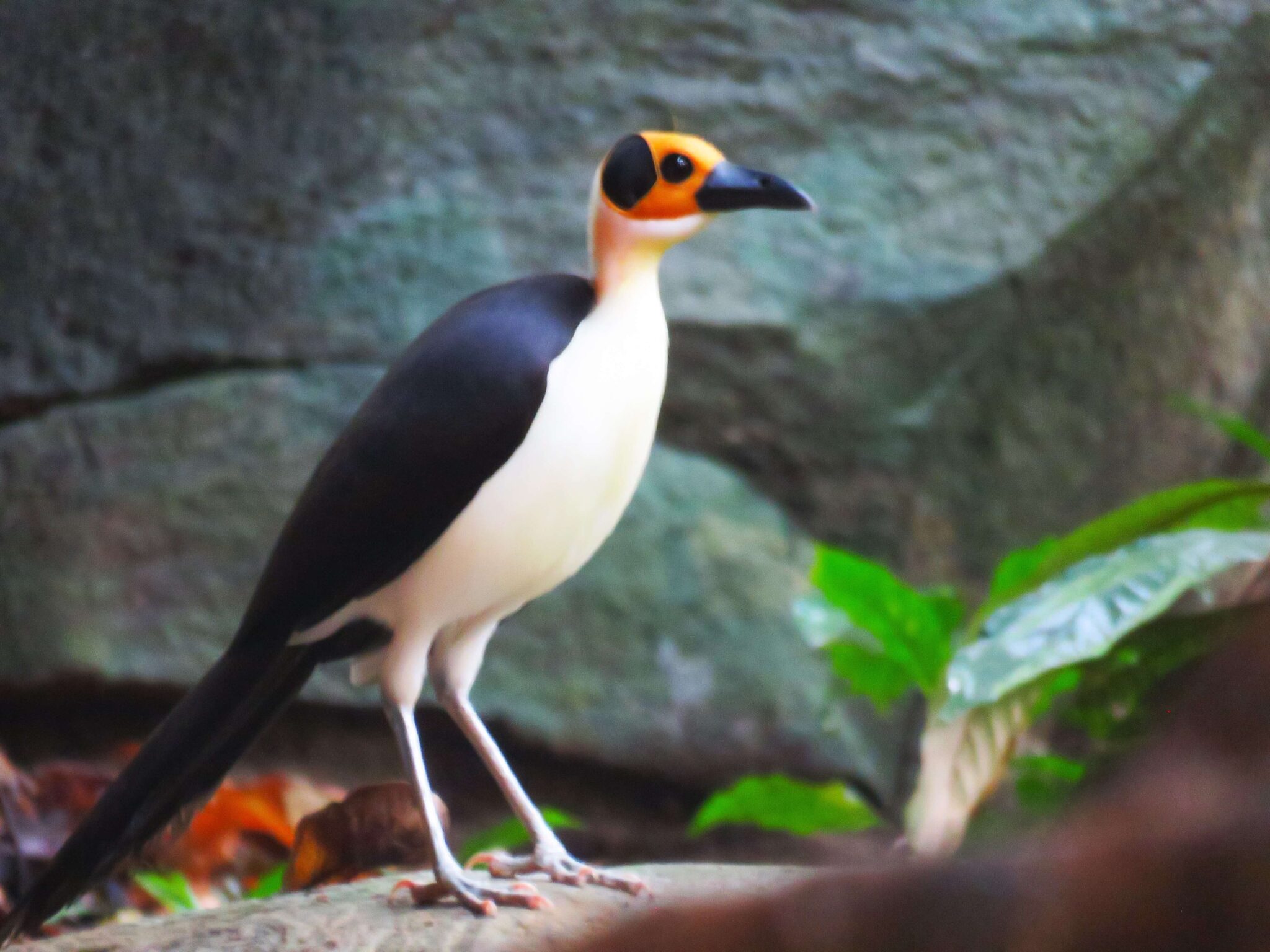 Home - Birdwatching Ghana